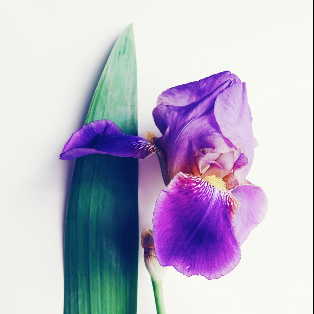 Purifying Facial Cleanser – www.La-Paix.co.za